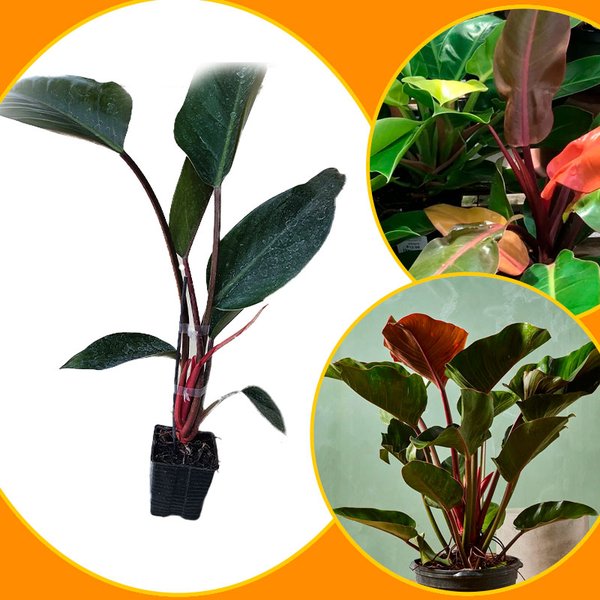 Gardencitrus - Muda de Philodendron Red Diamond