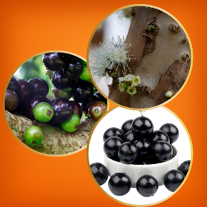 Planta de Jabuticaba Hibrída