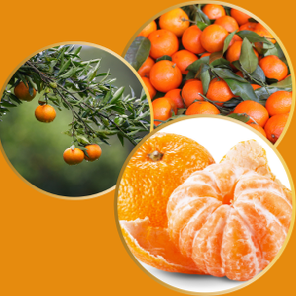 Muda De Tangerina Rio Enxertada Produzindo