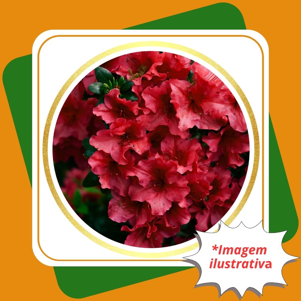 Muda De Azaleia Vermelha