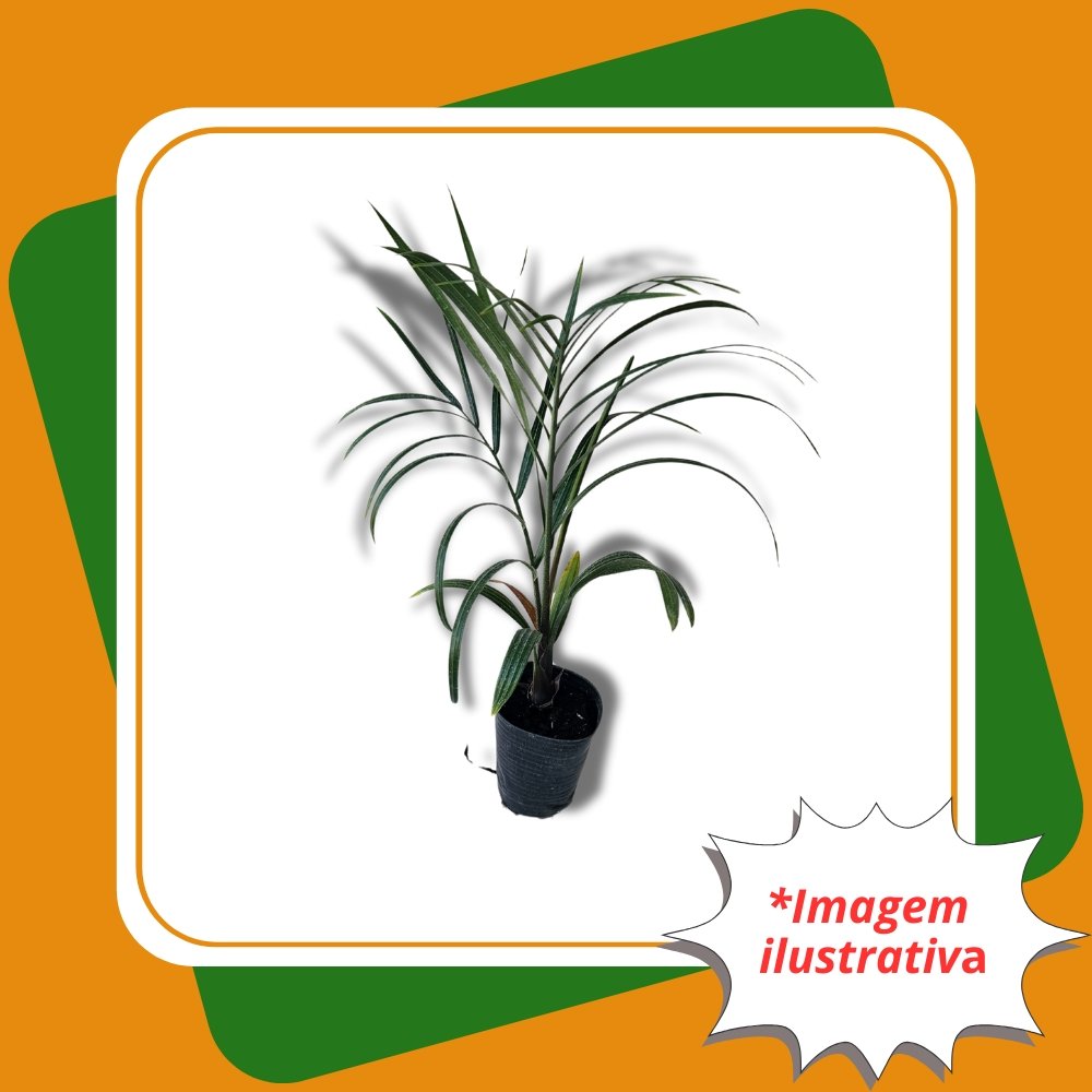 Gardencitrus - Muda de Palmeira Triangular