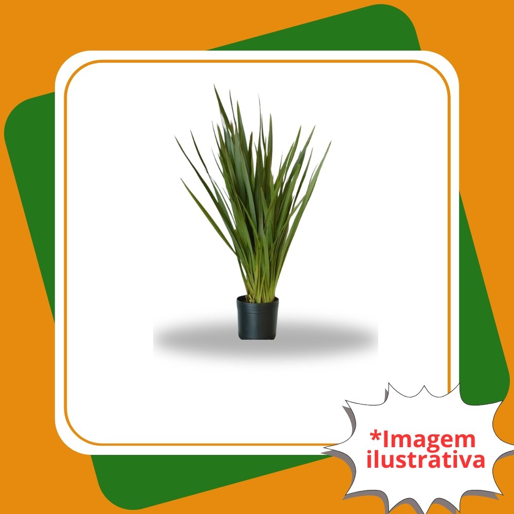 "Muda de Formio Verde: planta resistente e elegante, ideal para jardins ...